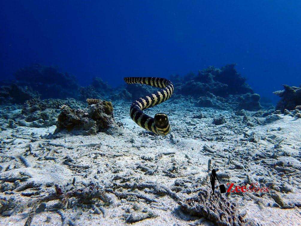 Diving in Ishigaki; First Time Diving! | ZeeGoes